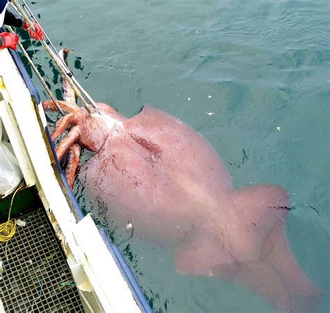 Colossal Squid Size Eyes Diet And Facts Britannica