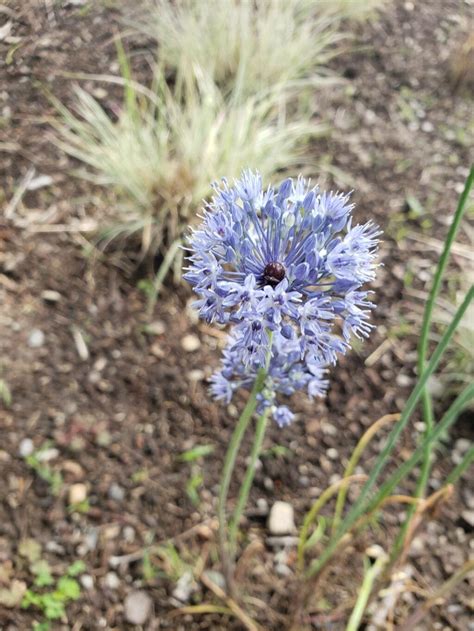 How To Grow Allium Caeruleum Earthone