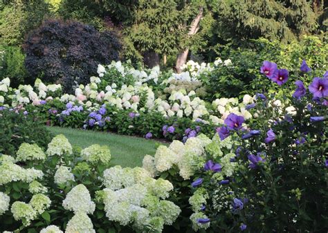 Hydrangeas For Privacy Hedges And Borders