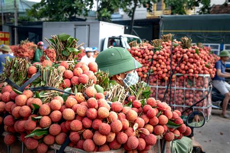 When Are Lychees In Season Comprehensive Answer
