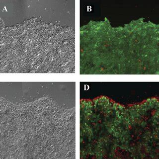 LIVE DEAD Assay Of CSE Induced Cytotoxicity In Subconfluent Region Of Download Scientific