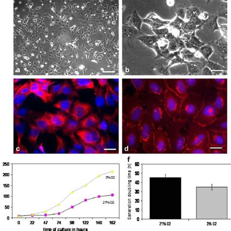 Cell Morphologies And Epithelial Marker Expression Of Immortalised Download Scientific Diagram