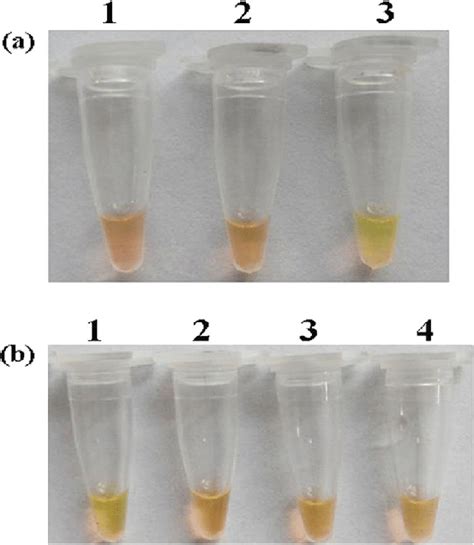 The Specificity Of The Rt Lamp Assay For Detection Of Rbsdv A Maize