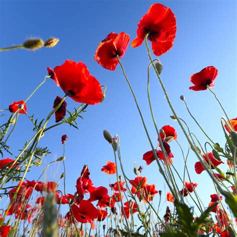 Klaprozen Ik Word Er Zo Blij Van • Mandala Uitvaartbegeleiding