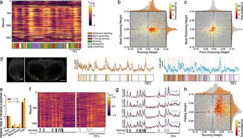 Large Scale Neural Activity Correlates With Vigorous But Not Subdued Download Scientific