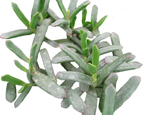 Cotyledon Succulents Unlimited Bv