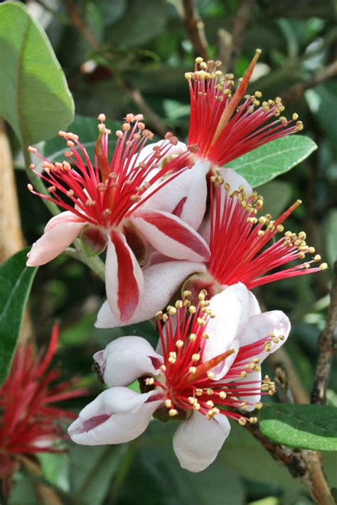 Pineapple Guava Tree