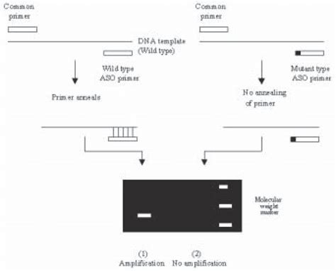 Principle Of Allele Specific Oligonucleotide Pcr Allele Specific
