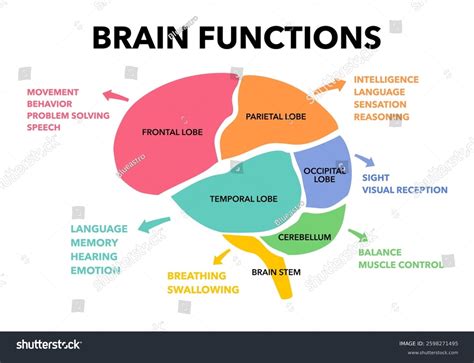 Brain Sections Organ Part Functions Labeled Stock Vector Royalty Free