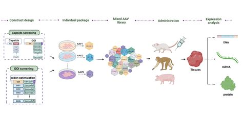 Capsid Barcoded Aav Production Nikebio