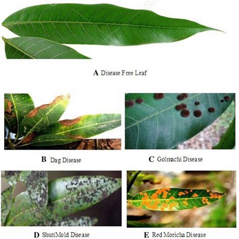 Pdf Mango Leaf Disease Recognition Using Neural Network And Support Vector Machine