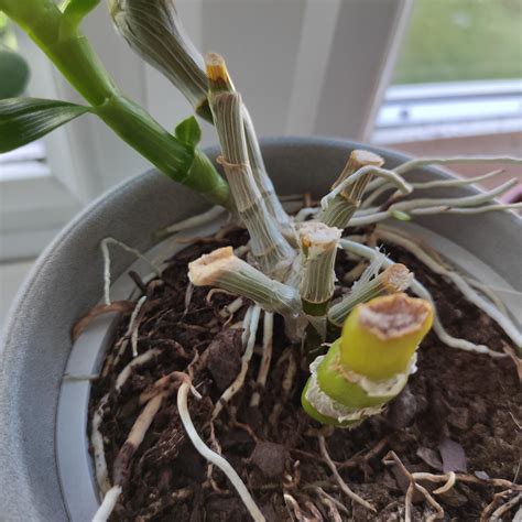 I Acquired This Dendrobium Recently The Previous Owner Had Been