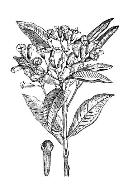 230 Syzygium Cumini Bildbanksillustrationer Royaltyfri Vektorgrafik