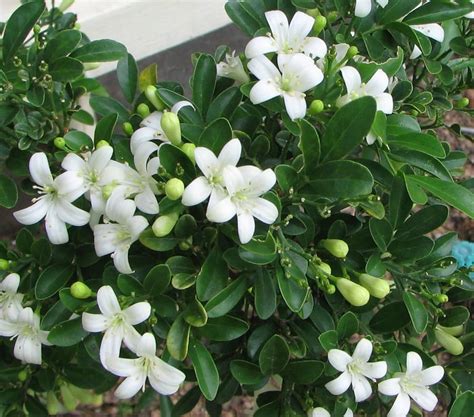 Murraya Paniculata Seeds Fragrant Tropical Flowers Dharaseeds
