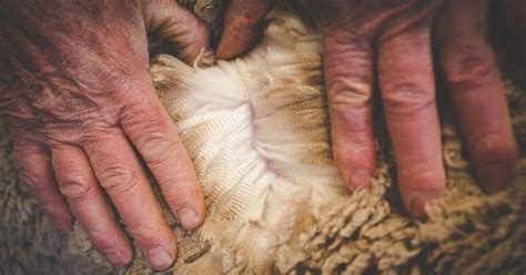 Australian Merino The Finest Wool In The World Mainie Australia