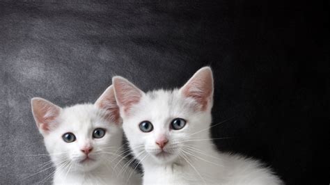 Customize The Command Bar In A Power Apps Model Driven App