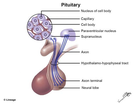 Posterior Pituitary Adh Oxytocin Neuroendocrine Storage