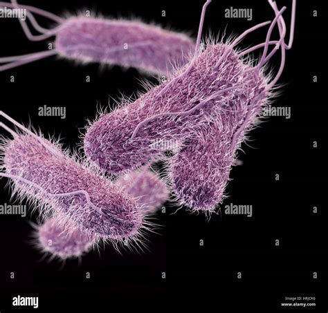 Salmonella Paratyphi At Terry Summers Blog
