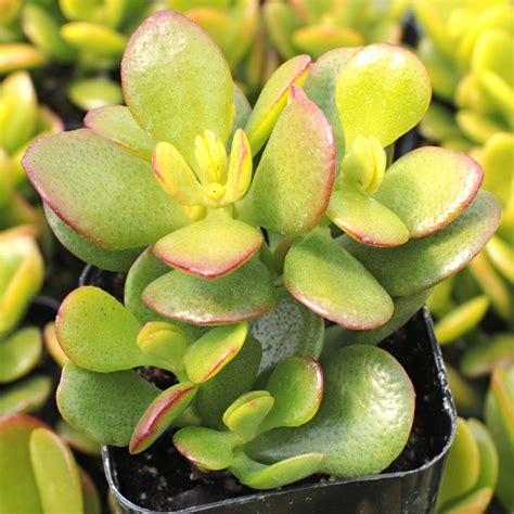 Crassula Jade Succulents Crassula Succulents