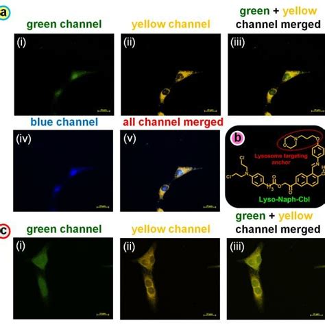 A E Oa Z Scan Curves Recorded At Different Wavelengths Using A 10 4
