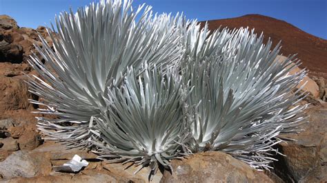 Update On Silversword Recovery Effort On Maunakea Big Island Video News