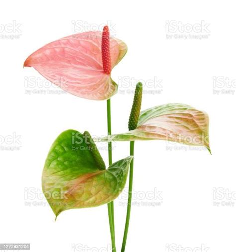 플라밍고 꽃 흰색 배경에 고립 된 안투리움 달콤한 꿈의 꽃 클리핑 경로 0명에 대한 스톡 사진 및 기타 이미지 0명 개화 꽃 나무 Istock