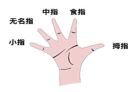 手指名称示意图 专家文章 博禾医生