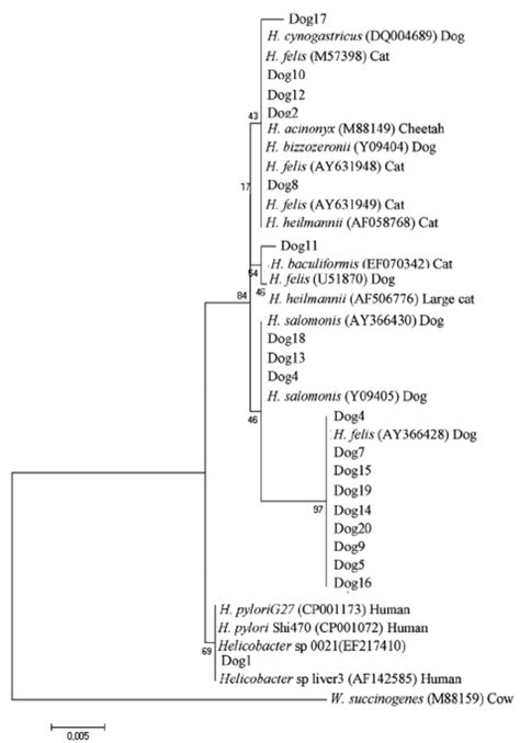 Phylogenetic Consensus Tree Showing The Genetic Relationship Of Download Scientific Diagram