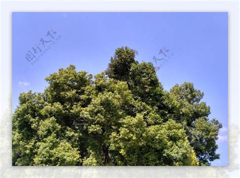 大树冠图片素材 编号24250942 图行天下