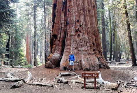 Las Vegas To Sequoia National Park