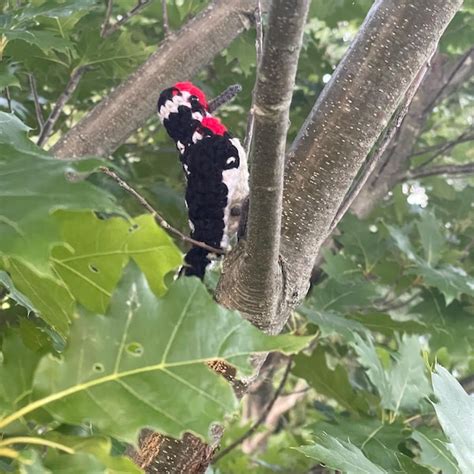 Piping Plover Written Crochet Pattern Realistic Crochet Amigurumi