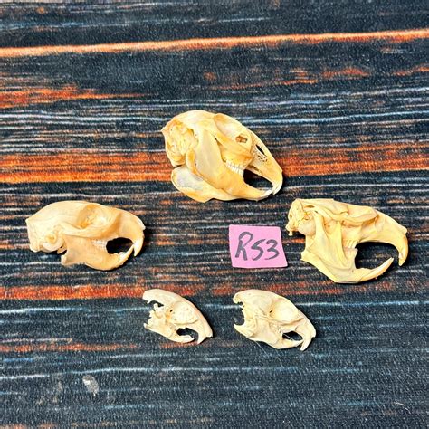 5 Lot Real Skulls Mount Muskrat Gopher Unique Christmas T Man Cave