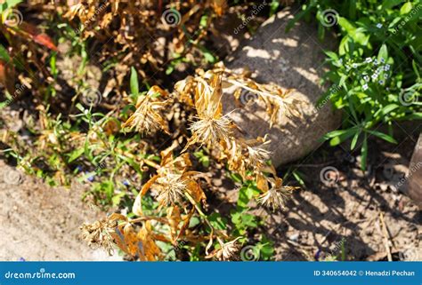 Rust Fungal Plant Pathogens Royalty Free Stock Photography CartoonDealer Com
