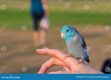 Cute Forpus Bird On Hand Stock Image Image Of Bird Hand 68277733