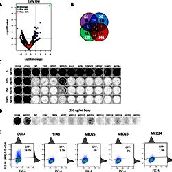 Filtered CRISPR Screen Data And Validation Of Potential Hits