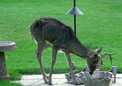 Chronic Wasting Disease In Texas Could Lead To Containment Zone Expansion