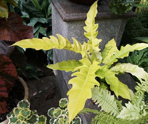 Best Lime Green Houseplants Five On Trend Varieties Homes And Gardens