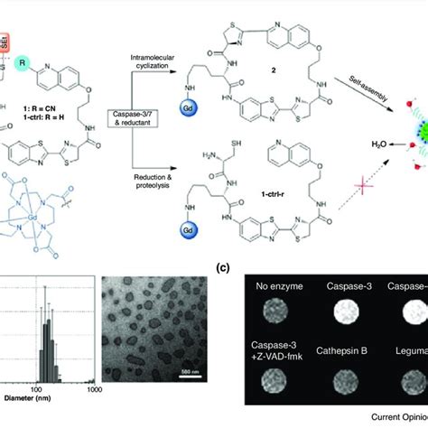 Pdf Advances In Gadolinium Based Mri Contrast Agent Designs For Monitoring Biological