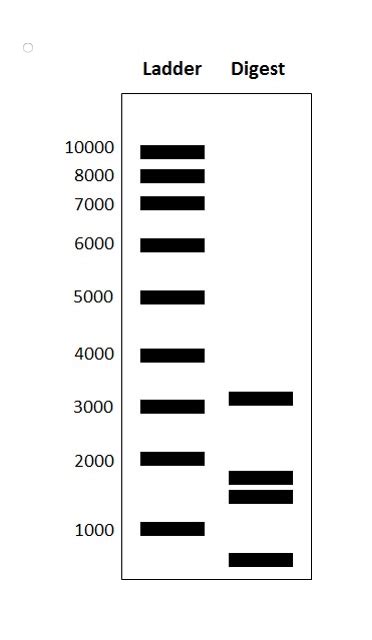 Solved Shown Below Is A Restriction Map Of A Plasmid If You Chegg Com