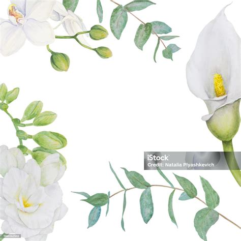 하얀 칼라 백합 프리지아 난초 꽃과 Eucalipt의 수채화 프레임 손으로 그린 꽃 그림은 청첩장 꽃 미용실을 위한 것이다 인사를 위한 고립된 열대 물 아룸 난과 식물에