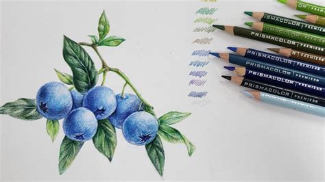 블루베리 보태니컬아트 색연필화그림 그리는 과정 Botanical Art ⁠bygonggam Youtube