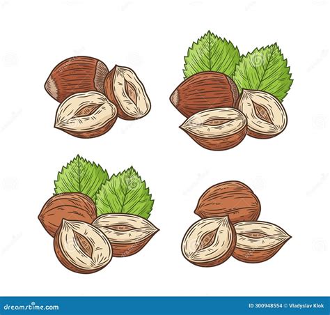 Vector Hazelnut Kernels With The Leaves 19789188