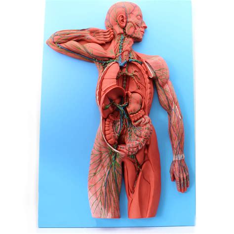 Buy Zxcvbas Human Torso Model Anatomical Model Of Lymphoid Organs