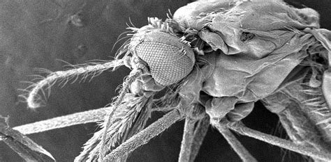 Infecting Mosquitoes With Bacteria So They Cant Infect Us With Viruses