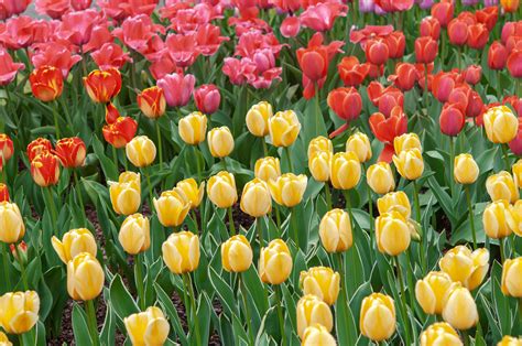 Tulip How To Grow And Care For Tulip Plants