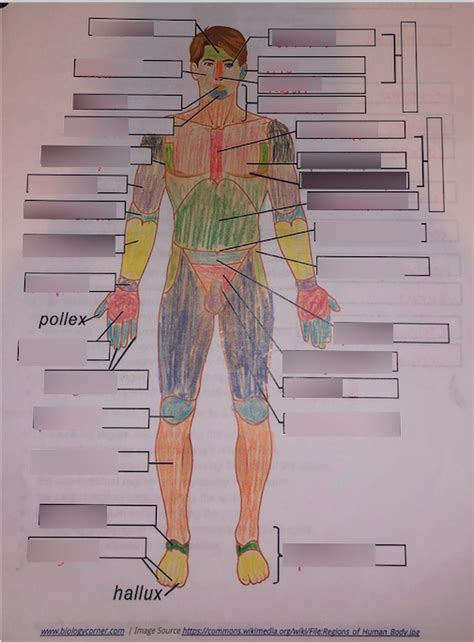 Human Body Labeling For Final Exam Diagram Quizlet