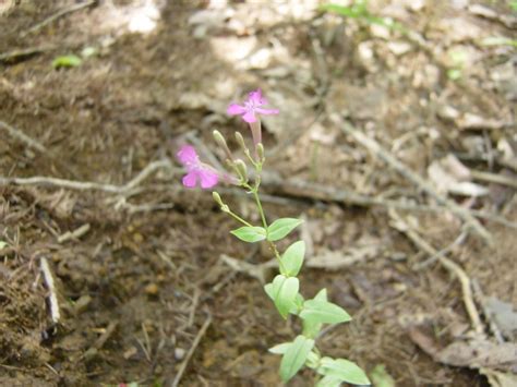 植物園 ムシトリナデシコ虫取撫子