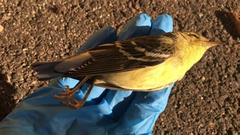 Major Uk Councils Fail To Address Bird Window Collisions In Planning