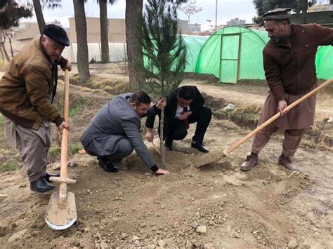 فصل نهال شانی و راهنمایی برای غرس نهال‌ در خانه و پارک محمد سالم ساعی رئیس زراعت ولایت بلخ هفته