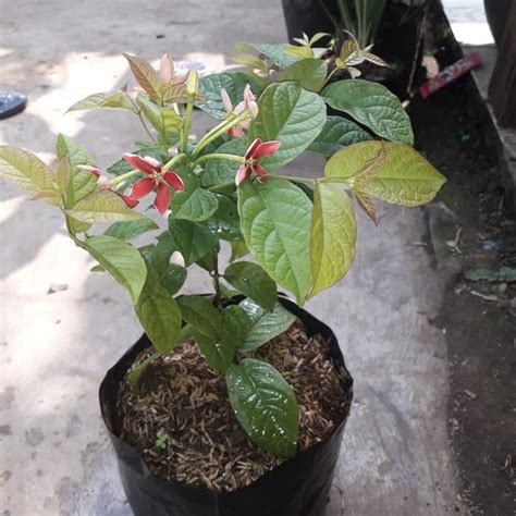 Tanaman Hias Melati Belanda Tanaman Rambat Melati Lazada Indonesia